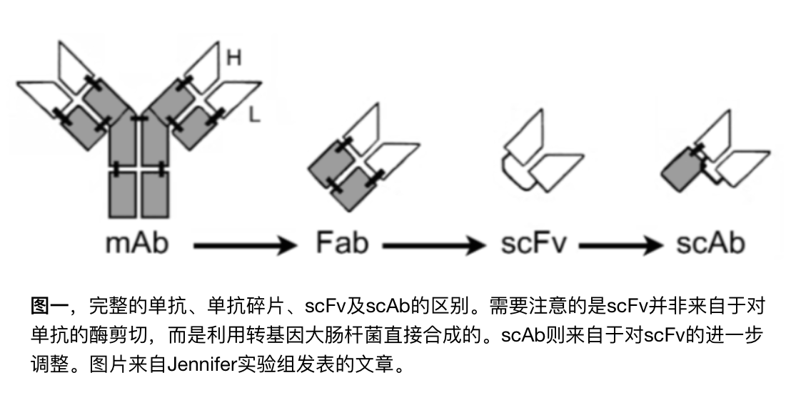 AnthimⓇ（Obiltoxaximab）：前景无量的抗吸入性炭疽药物 - 知乎