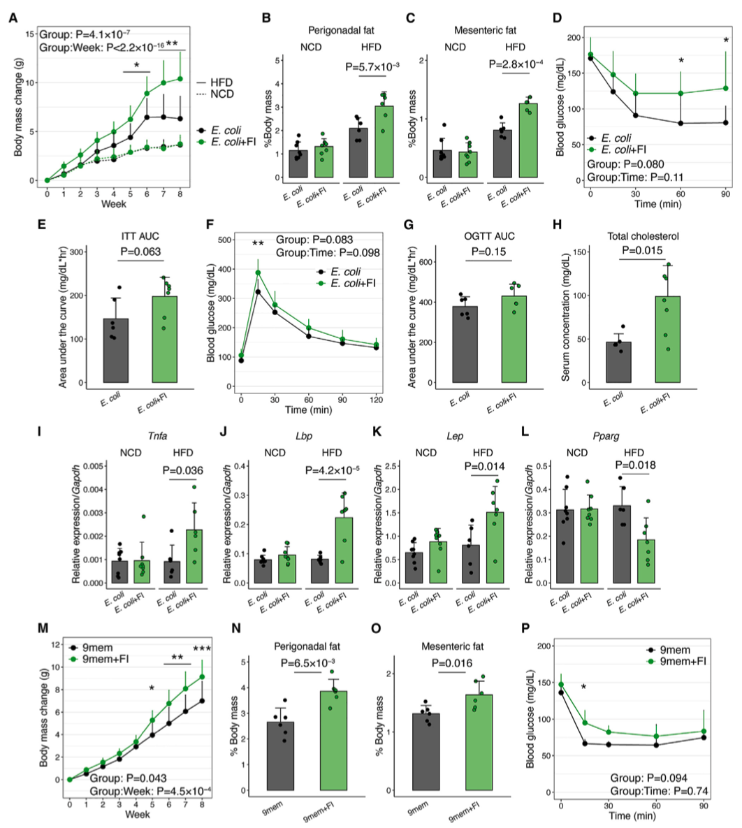 Cell Metabolism丨肠道共生菌群过量产生脂肪酸会加剧肥胖和脓毒症 - 知乎
