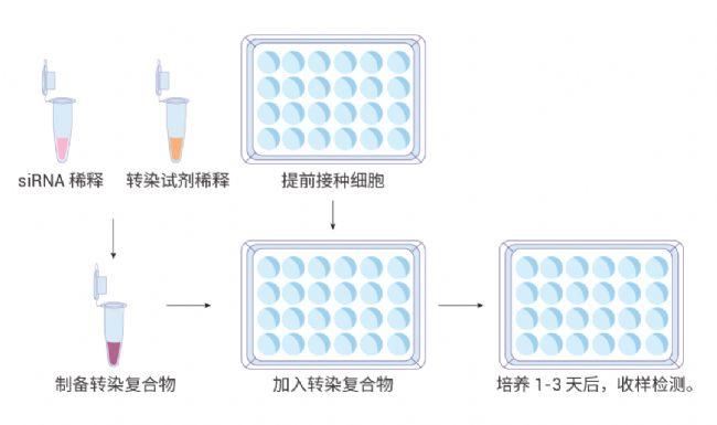 如何做 RNA 干扰实验？(常见问题+解决方案）| （MCE) - 知乎