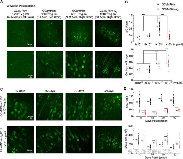 eLife︱刘晓冬/郭增才/樊瑜波-杨亚雄团队利用GCaMP-X实现神经元长时程钙成像 - 知乎