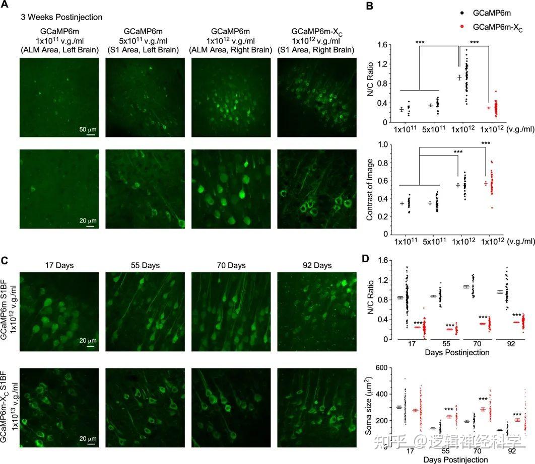 eLife︱刘晓冬/郭增才/樊瑜波-杨亚雄团队利用GCaMP-X实现神经元长时程钙成像 - 知乎