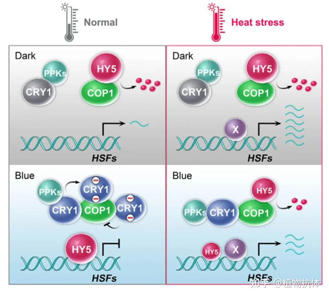 Plant Communications | 蓝光受体隐花色素CRY1调控拟南芥耐热性新机制 - 知乎