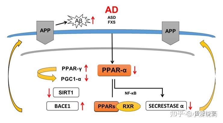 《普创新》之靶点探索篇-PPAR的功能及药物进展 - 知乎