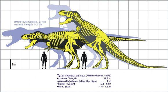 【转】霸王龙头骨较完整个体一览 - 知乎