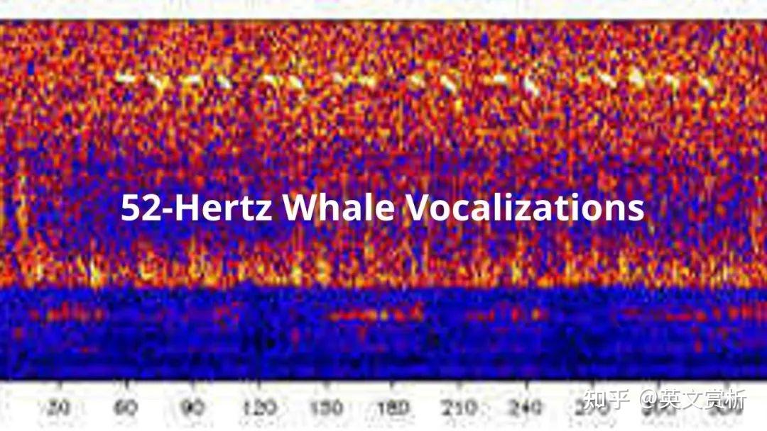 52 Hertz Whale | 世界上最深的孤独 - 知乎