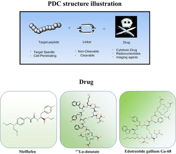 肽-药物偶联物 (PDCs)：靶向治疗之光，还是昙花一现？ - 知乎
