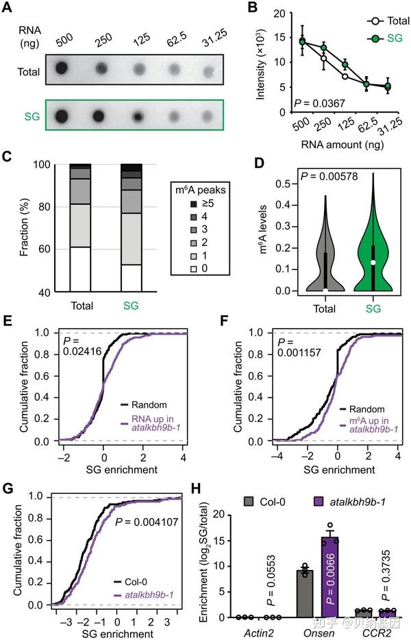 Science Advances详解｜深入解析m6A RNA去甲基化酶促进热激下逆转座子转座机制 - 知乎