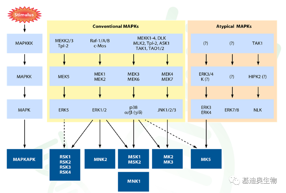 MAPK通路(ko04010)专题解析（上） - 知乎