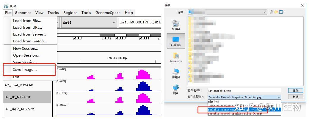 IGV和Adobe AI制作RIP-seq Peak图简易教程|m6A专题 - 知乎