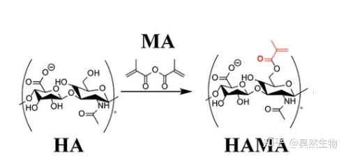 HAMA-30光固化透明质酸水凝胶/Hyaluronic acid Methacryloyl - 知乎