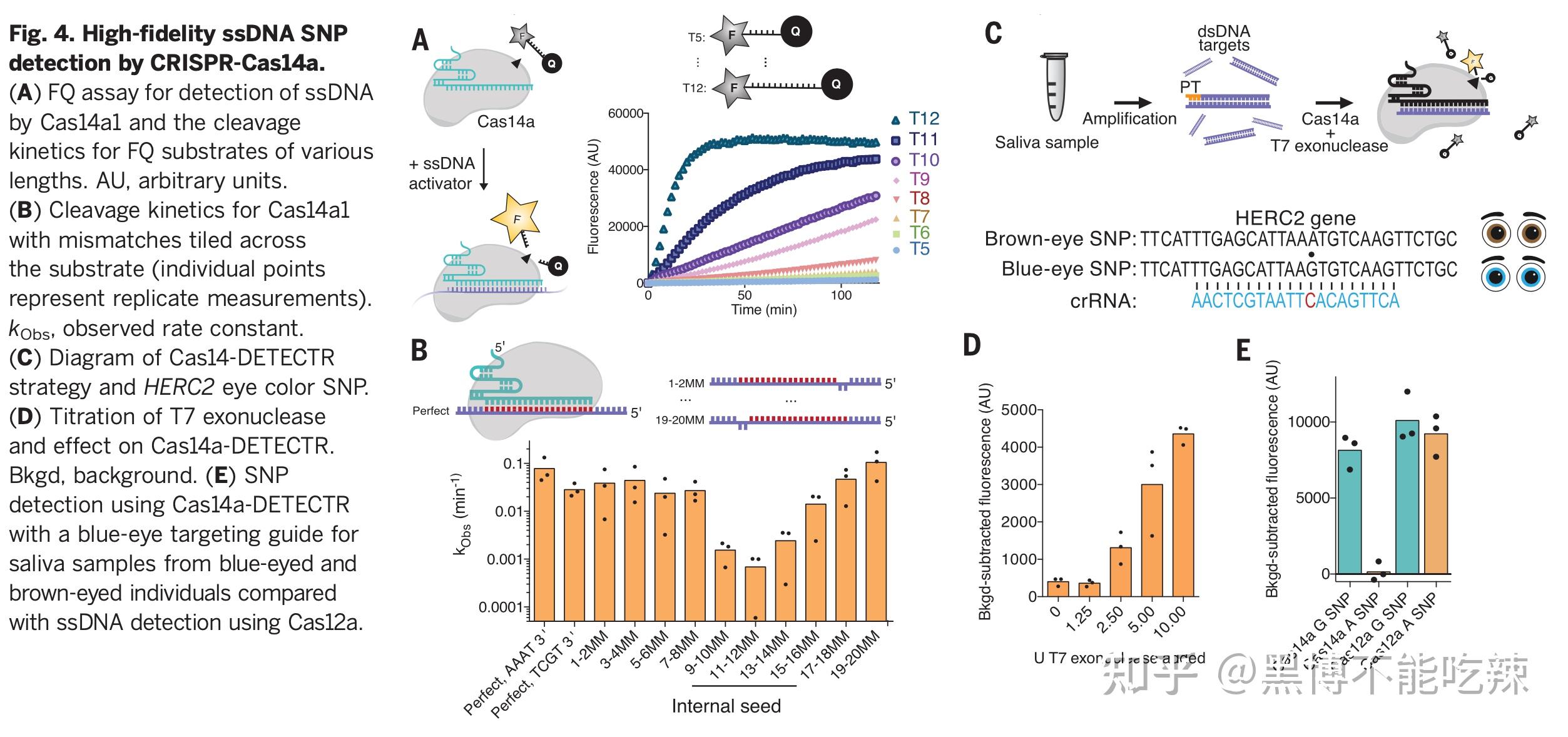 基于CRISPR-Cas12/13的分子检测技术 - 知乎