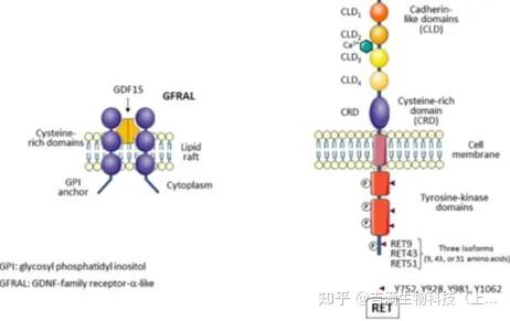 GDF15：肥胖与恶病质治疗的新希望 - 知乎