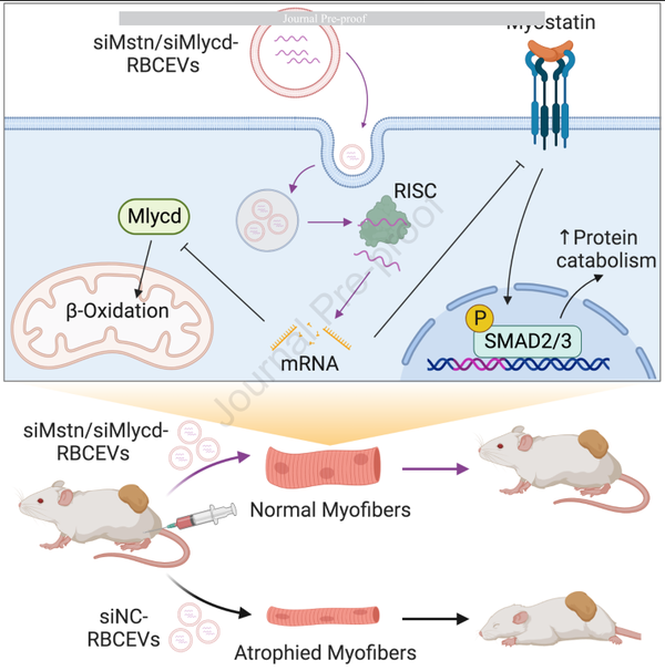 Mol Ther：红细胞EVs将治疗性siRNA递送至骨骼肌以治疗癌症恶病质 - 知乎