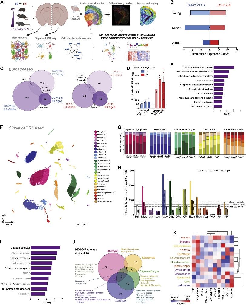 Cell Report | 应用时空组学联合揭示APOE在调节小胶质免疫代谢中的核心作用 - 知乎