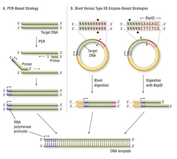 高效体外转录的关键：转录模板 - 知乎