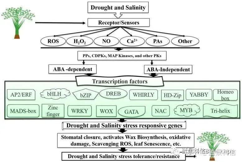 植物转录因子研究策略及方法 - 知乎