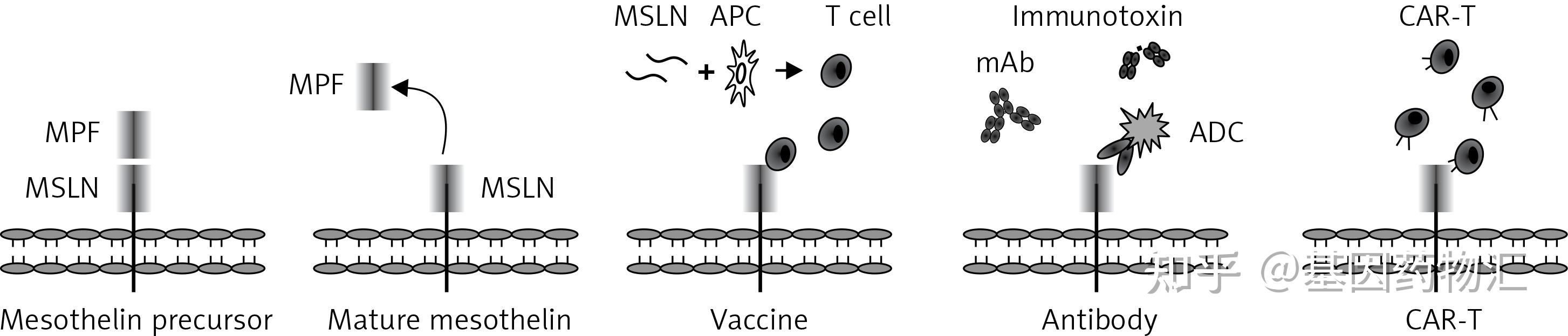 间皮素：在超过11类癌症中表达，检出达到10%就有机会尝试新疗法！ - 知乎