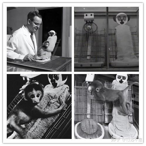 《母爱的本质》——恒河猴实验 - 知乎