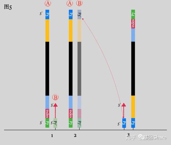 illumina Flowcell表面的Oligo是什么？ - 知乎
