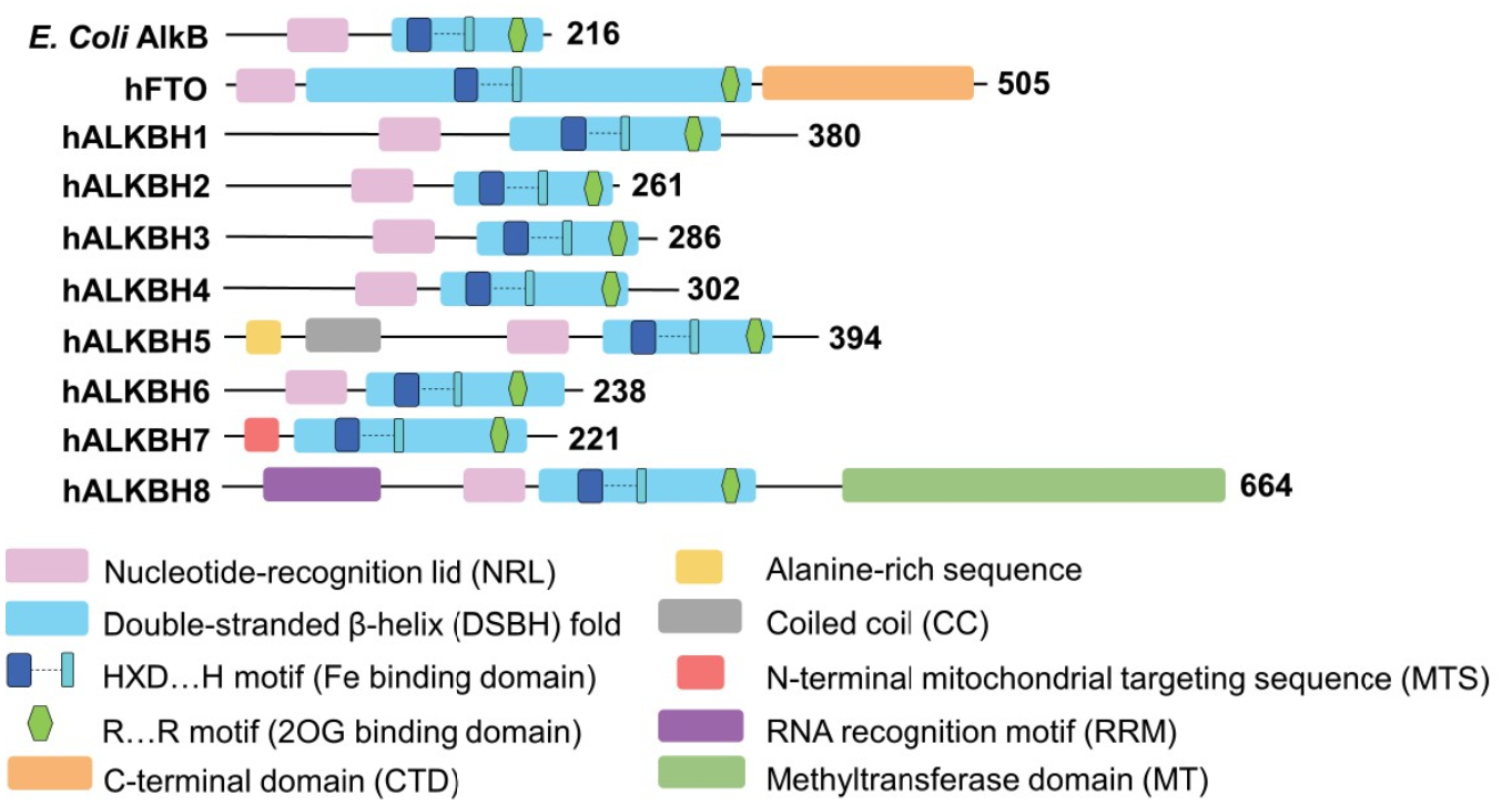 药物发现│抑制AlkB核酸脱甲基酶：表观遗传新靶点 - 知乎