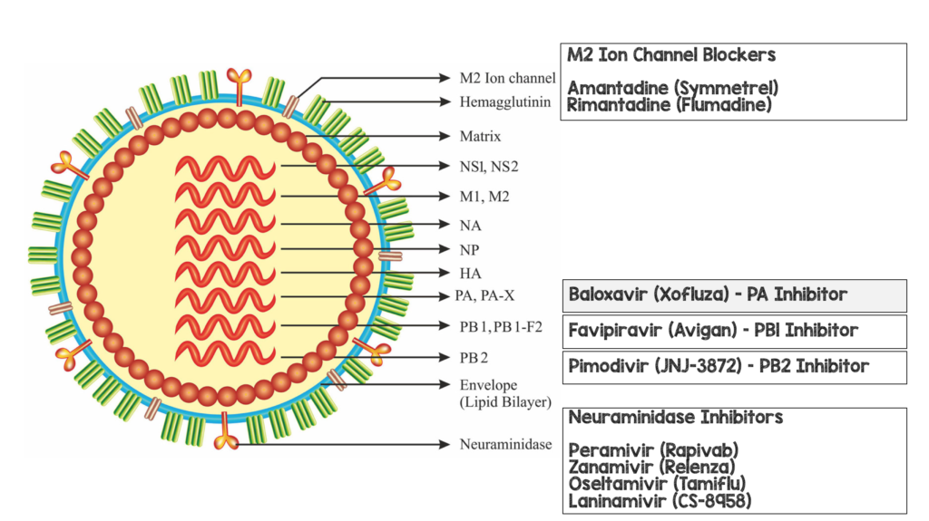 昭明崩裂——流感病毒的Xofluza耐药进化 - 知乎