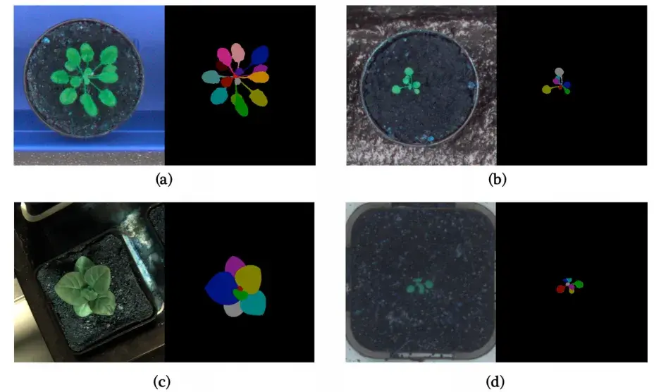 基于改进的 YOLOv8-Seg 模型进行叶片分割 - 知乎