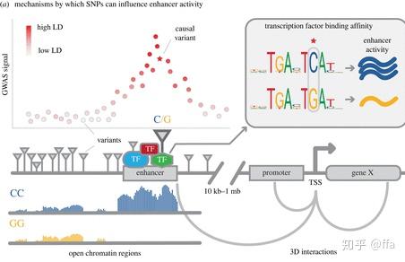 GWAS研究基本概念2——Fine mapping - 知乎