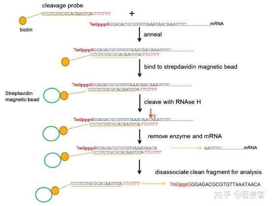 mRNA在加帽效率和PolyA尾工艺及检测，你了解多少 - 知乎