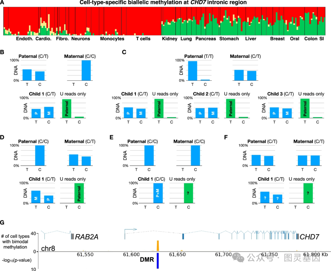 Nat Comm | 全面的等位基因特异性DNA甲基化图谱 - 知乎