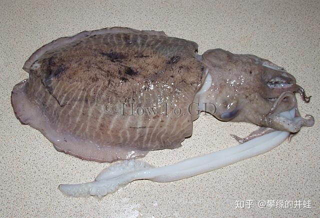 【地球演义】克苏鲁之裔5：谁教汝赤膊 - 知乎