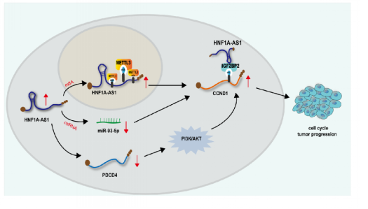 【文献解读】长链非编码RNA HNF1A-AS1调控结直肠癌周期进展 - 知乎