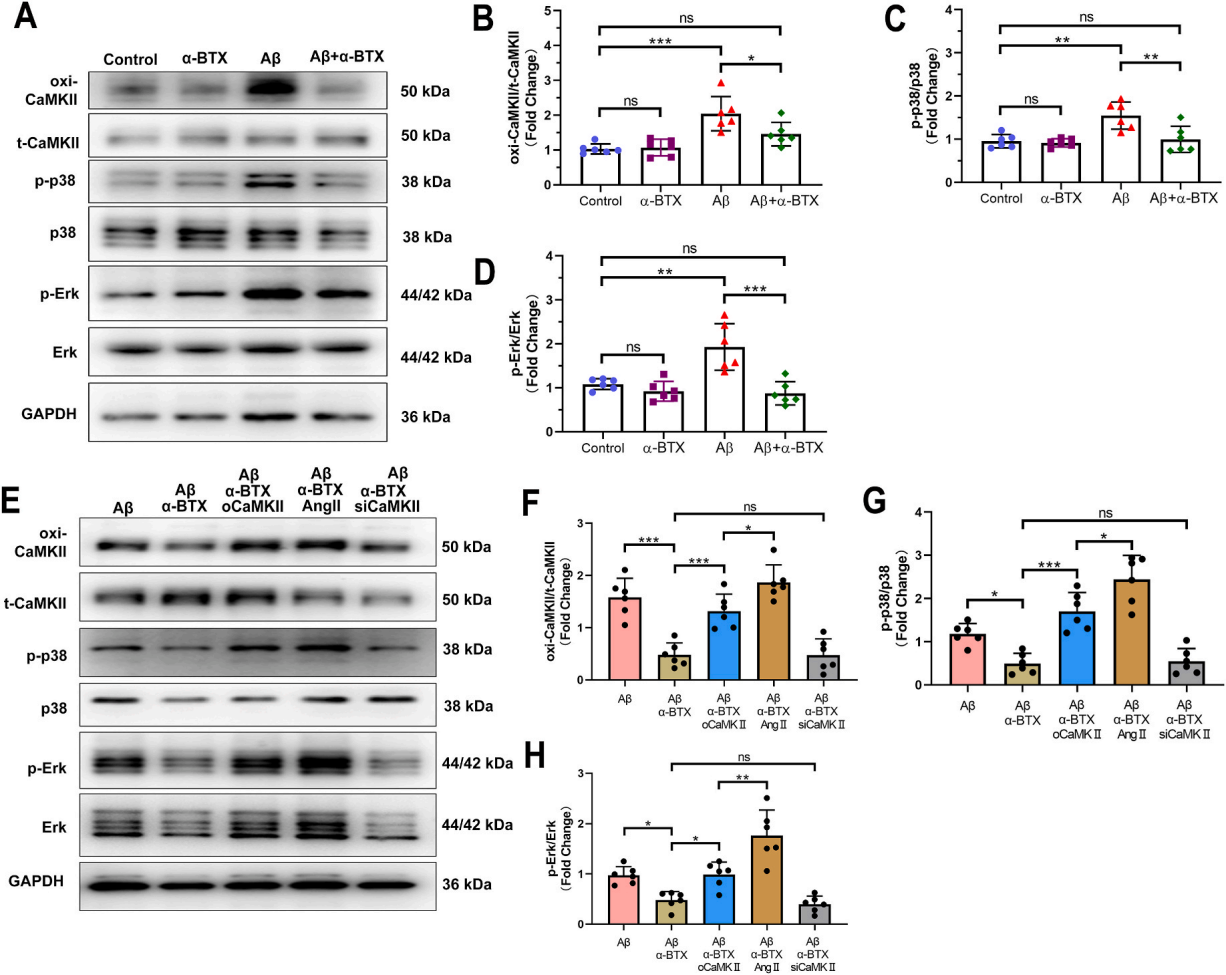 通过oxi-CaMKII/MAPK/AP-1通路，抑制α7烟碱型乙酰胆碱受体可逆转β-淀粉样蛋白诱导的心房重构 - 知乎