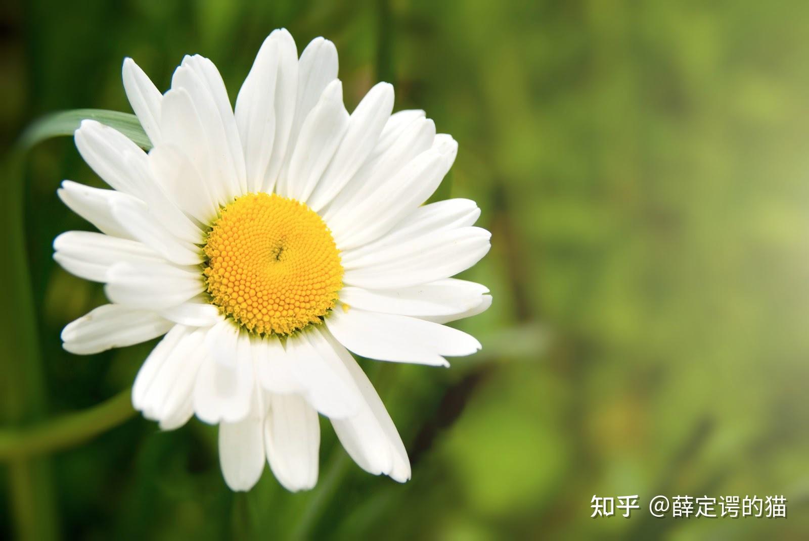 温柔至极的句子 知乎