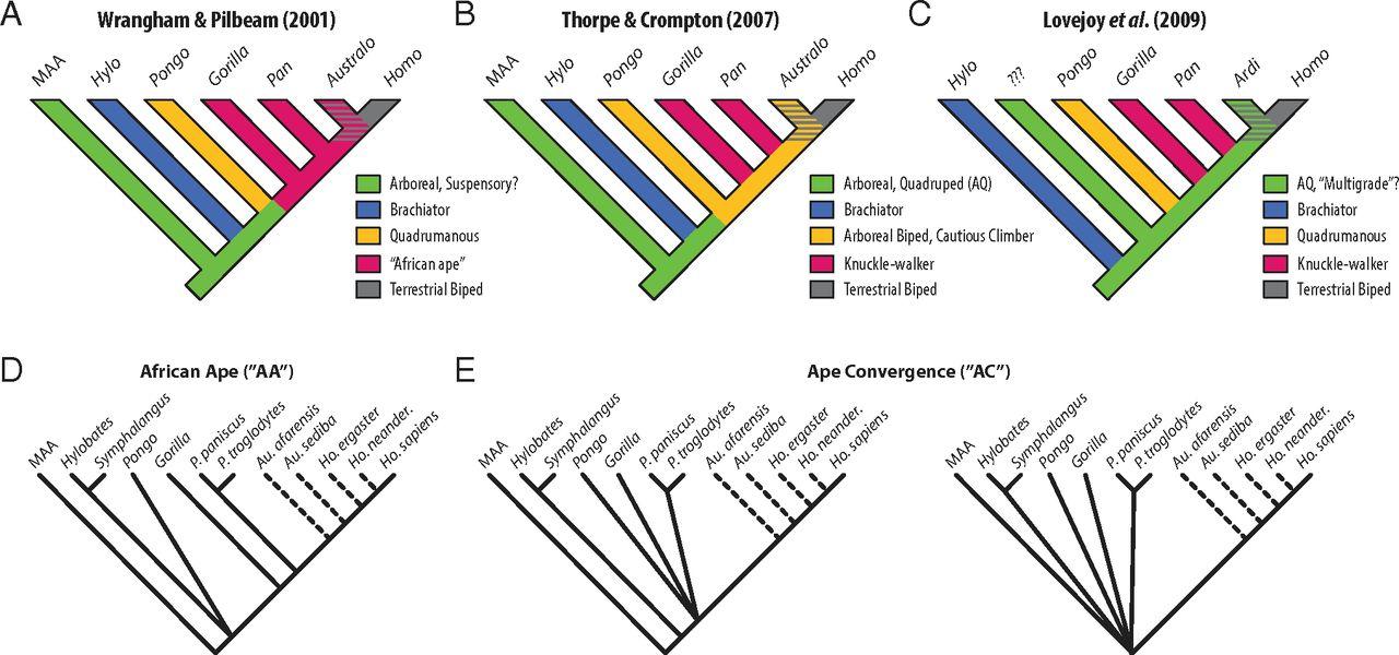Disentangling “suspensory” adaptations - 知乎