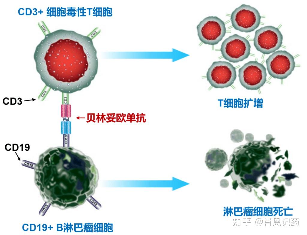 记住所有FDA生物药 | CD19、CD3双抗 | 倍利妥®贝林妥欧单抗 | 前体B细胞急性淋巴细胞白血病 - 知乎