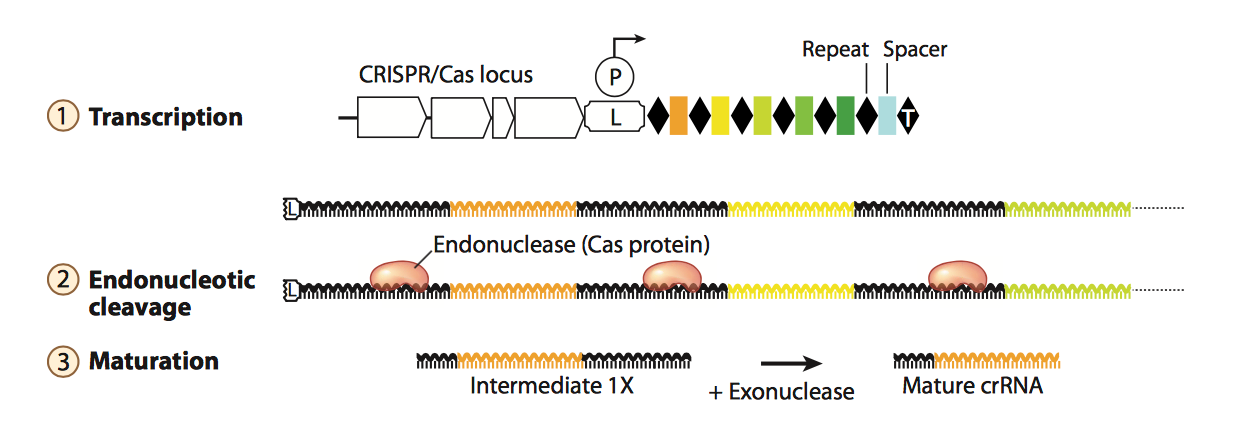 详解CRISPR/Cas系统与其应用 - 知乎