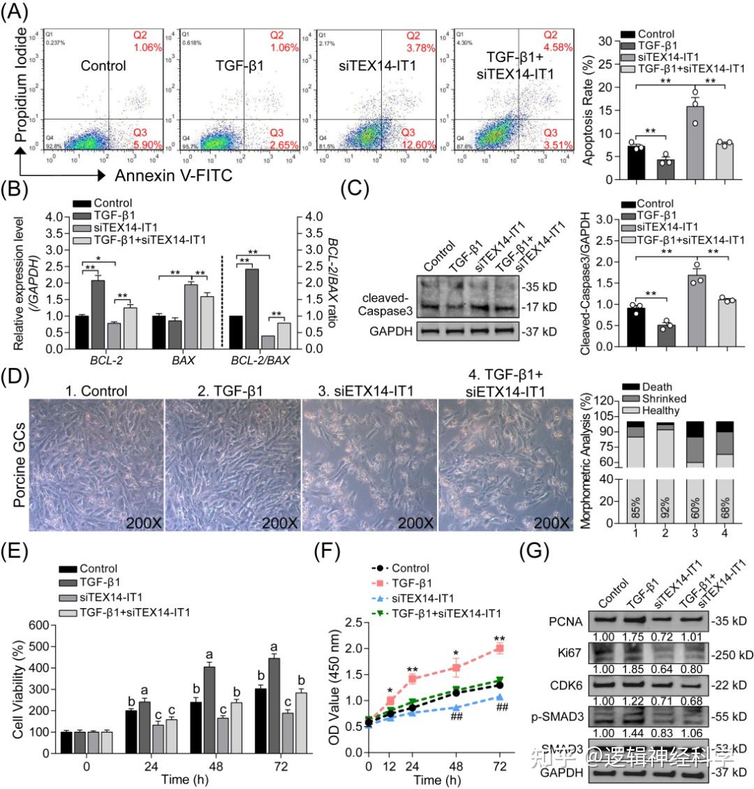 Cell Prolif︱南京农业大学李齐发/杜星团队揭示TGF-β1调控卵巢颗粒细胞转录组变化的普遍机制 - 知乎