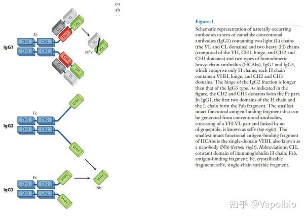 纳米抗体（Nanobodies）综述（HCAb,Nb,sdAb,VHH）简介 - 知乎