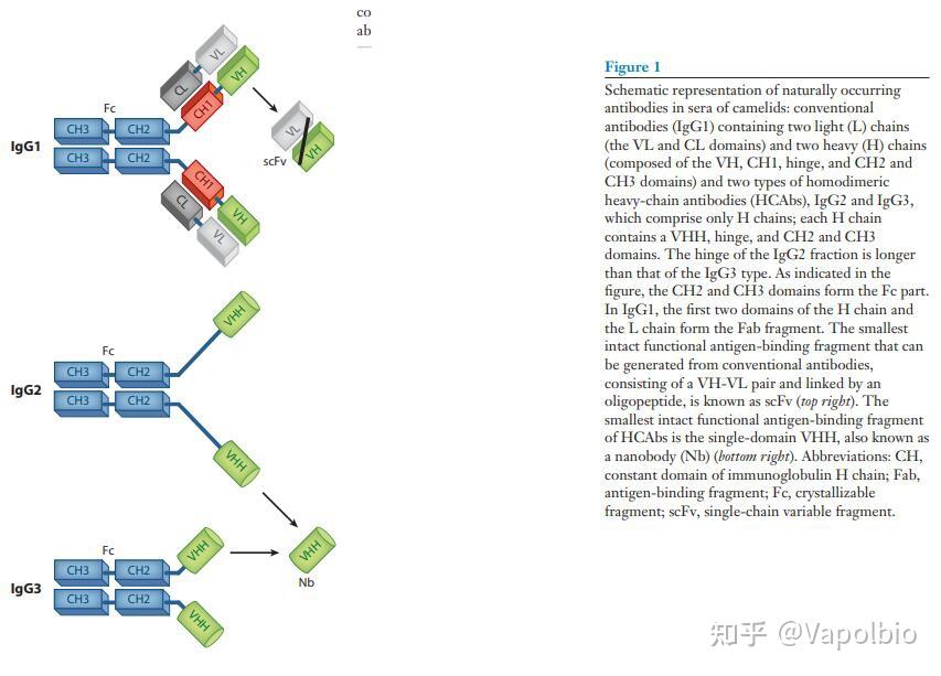 纳米抗体（Nanobodies）综述（HCAb,Nb,sdAb,VHH）简介 - 知乎