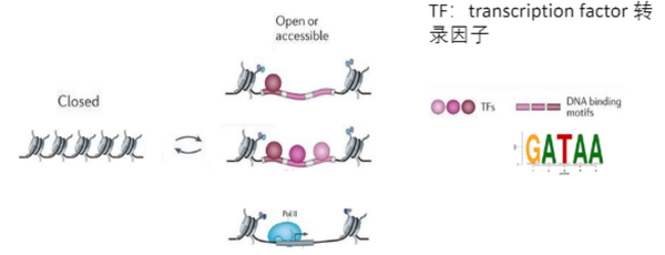 表观组学｜ATAC-seq原理介绍 - 知乎