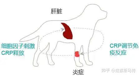 炎症标志物犬CRP的临床应用解析及检测方法 - 知乎
