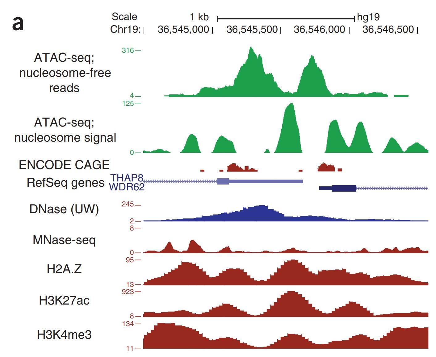 ATAC-seq：染色质开放性测序技术 - 知乎