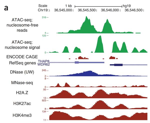 ATAC-seq：染色质开放性测序技术 - 知乎