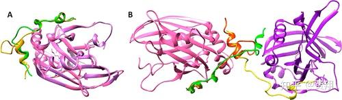 【JMC】TEAD靶点综述 - 知乎