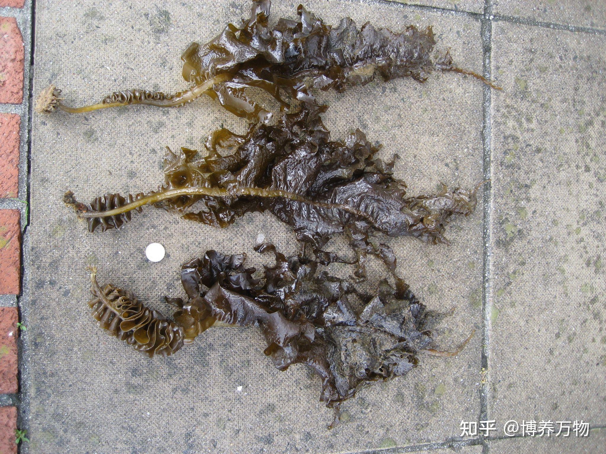 海带目Laminariales:壮丽巨藻，海中森林的创建者 - 知乎