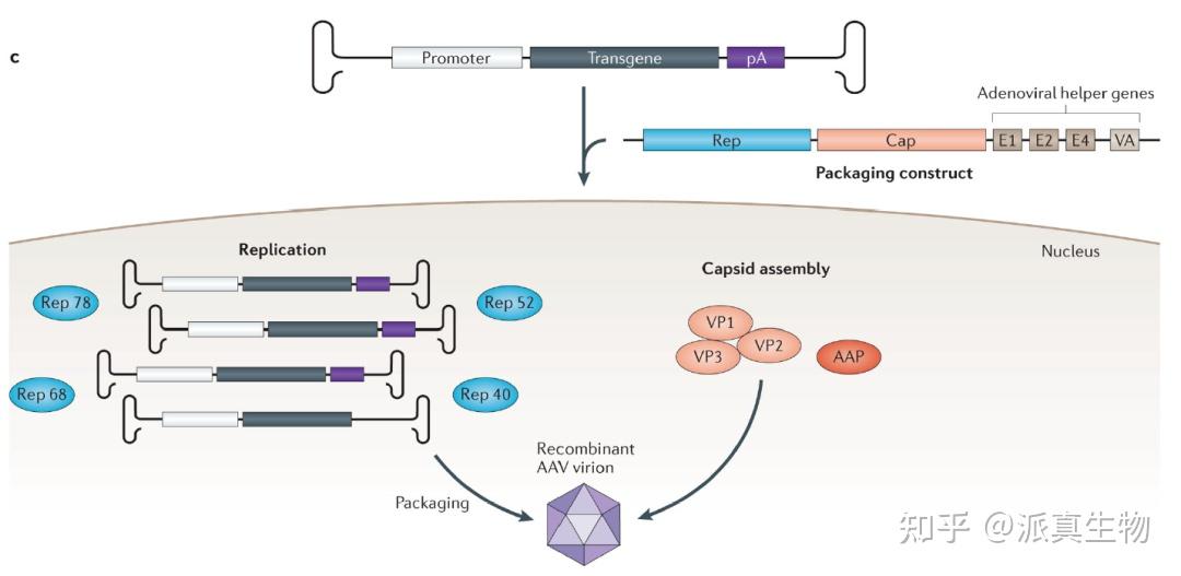 基础干货丨一文了解腺相关病毒（AAV） - 知乎