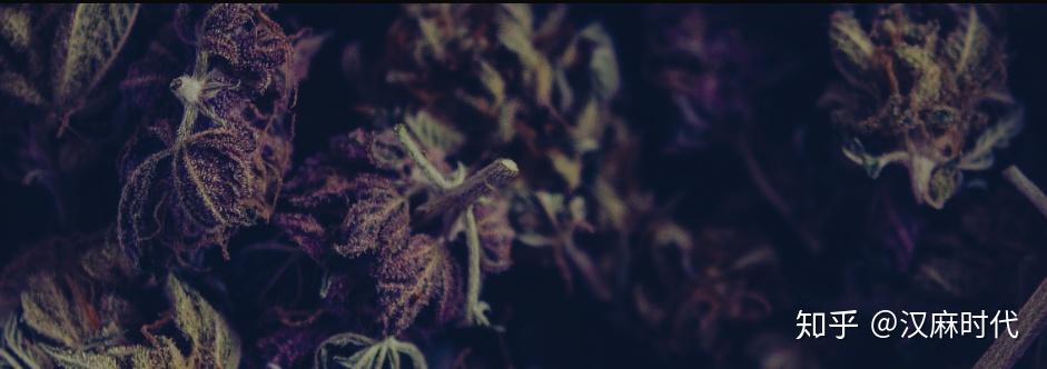 拥有八个工业大麻品牌的批发商Cresco Labs如何一步步登顶工业大麻 - 知乎