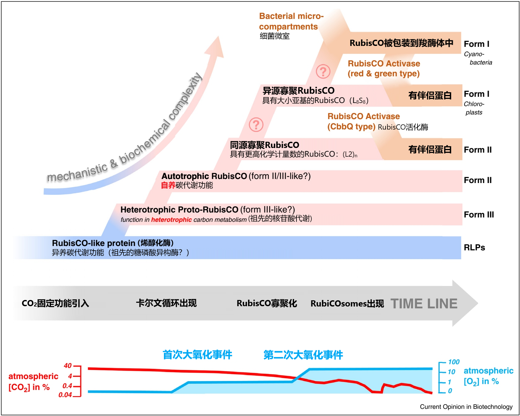 聊聊RuBisCO - 知乎