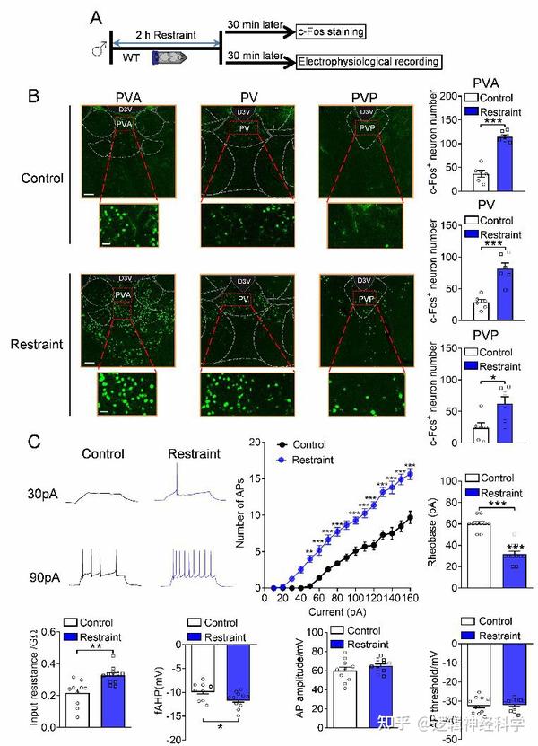 Neurobiol Dis︱李晨/李伟研究团队揭示IC→PVT→BNST神经环路调节焦虑症发病的敏感性 - 知乎