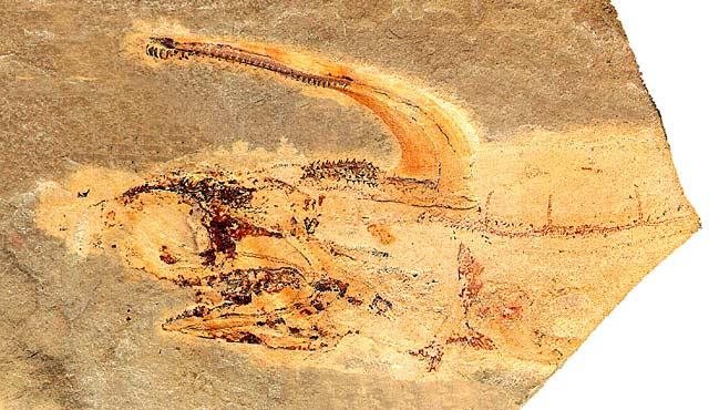 【地球演义】鲛腾记2：形 - 知乎